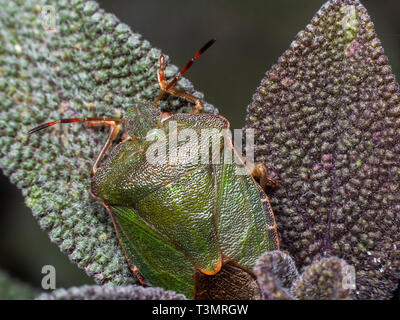 Shield Bug on Sage Plant Stock Photo - Alamy