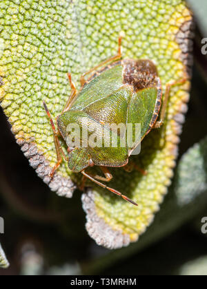 Shield Bug on Sage Plant Stock Photo - Alamy