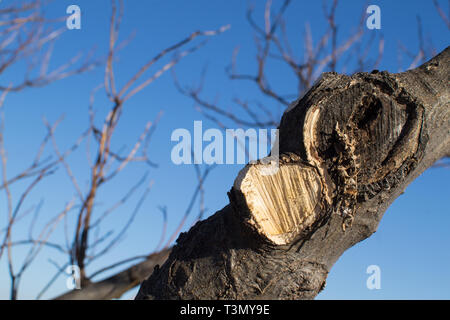 Citrus tree trunk after some intensive pruning Stock Photo - Alamy