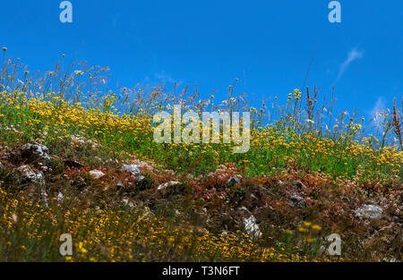 sunny meadow with flowers and green grass in spring at countryside ...