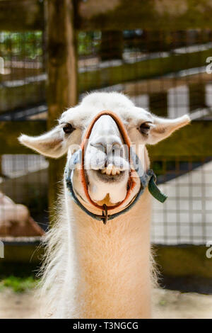 White llama with funny teeth smiling Stock Photo - Alamy