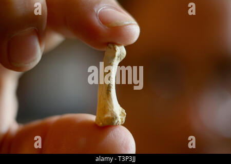Quezon, Philippines. 11th Apr, 2019. Filipino archeologist Armand ...