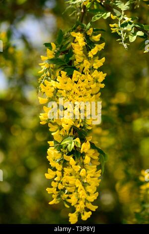 Close up of laburnum flowers on the tree Stock Photo - Alamy