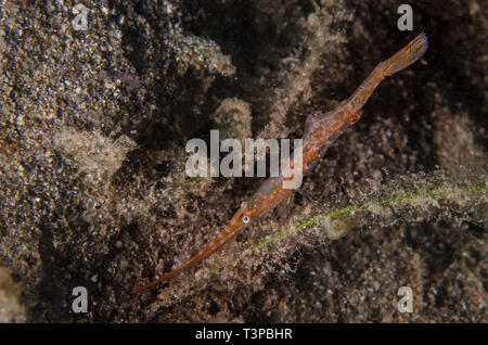 Ocellated Tozeuma shrimps, Tozeuma lanceolatum, Hippolytidae, Anilao ...