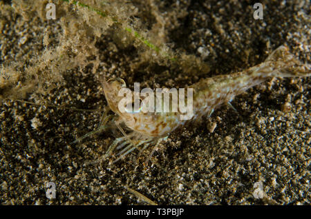Nocturnal prawn, Metapenaeus sp., Penaeidae, Anilao, Batangas ...
