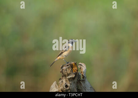 beautiful male Eastern Stonechat (Saxicola stejnegeri) in nature Stock ...