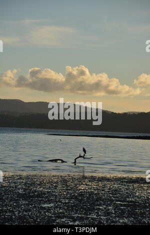 Wattle Bay Beach, NZ Stock Photo - Alamy