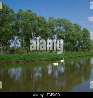 Swan Lake, landscape with two young swans and cubs on the water Stock ...
