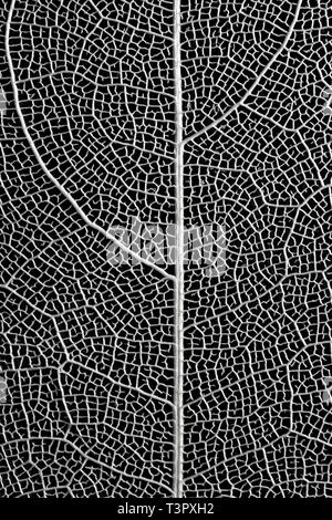Skeletonised tree leaf showing leaf vein structure Stock Photo - Alamy