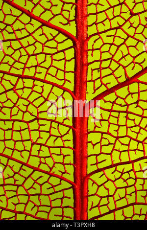 Vein structure of a leaf Stock Photo - Alamy
