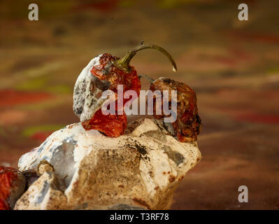 Shrivelled Bell Pepper on rock against brown background food still-life ...