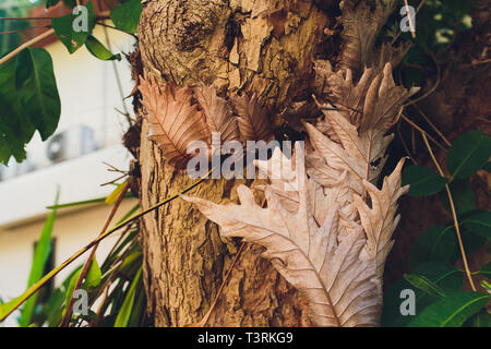 Macro of nearly skeletonized dry dead maple leaf in process of rotting ...