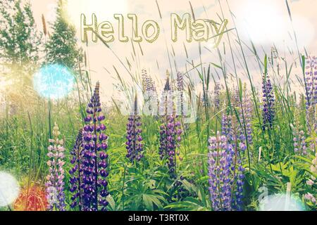 Banner hello may. Welcome picture. New month. Warm month. the month of ...
