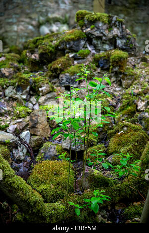 Stones covered with moss on a summer day Stock Photo - Alamy