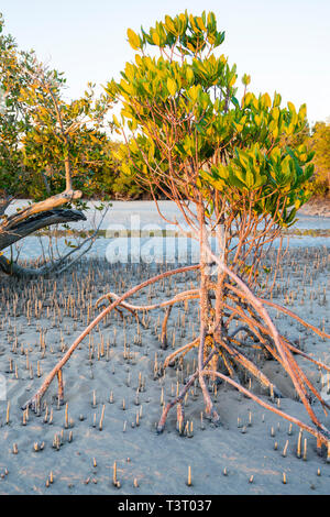 Red mangrove Rhizophora stylosa plants grow at the water edge and Stock ...