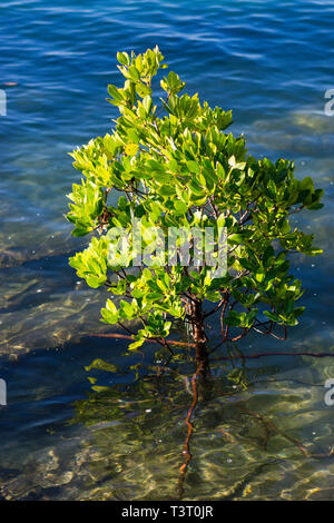 Stilt roots of red mangrove Rhizophora mangle family Rhizophoraceae in ...
