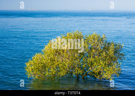 Australian Grey Mangrove (Avicennia marina) tree, on rocky beach ...