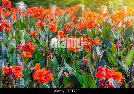 Tall red flowers in flowerbed Stock Photo - Alamy