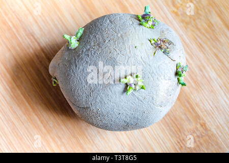Potato with rhizomes, roots. Unhaelthy, contains toxic solanine Stock ...