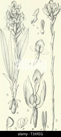 Image from page 493 of 'Afrika. Eine allgemeine Landeskunde, etc' Stock ...