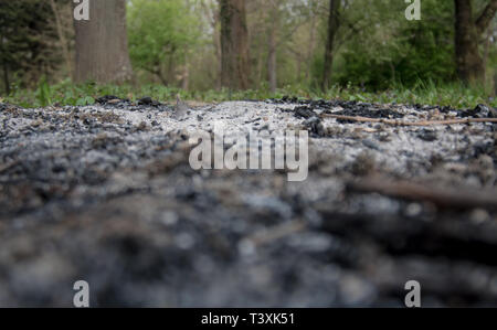 Ash in ground, green forrest in background Stock Photo - Alamy