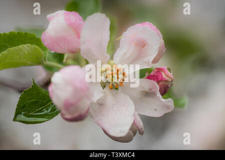 Red apple flowers, macro shot closeup Stock Photo - Alamy