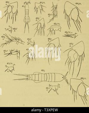 . Die Planctoncopepoden der Adria. Versuch einer faunistischen ...
