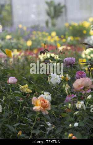 Rose in many colors and beautiful in garden Stock Photo - Alamy