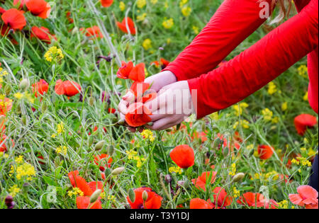 Tearing the poppies for a bouquet. Poppy flowers in the clearing ...