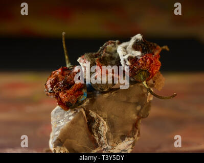Shrivelled Bell Pepper on rock against brown background food still-life ...