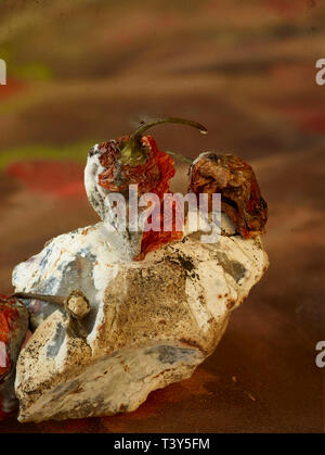 Shrivelled Bell Pepper on rock against brown background food still-life ...