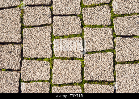 cobblestone road surface, with growing green grass between the stones ...