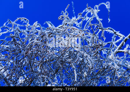 Natural calamity in Canada with frozen buds and icicles hanging from ...