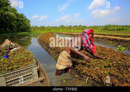 A farmer tends his floating seedbeds made from water hyacinth at ...