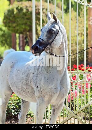 Portrait of beautiful arabian mare with show halter Stock Photo - Alamy