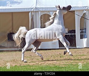 Beautiful egyptian arabian horse at a show Stock Photo - Alamy