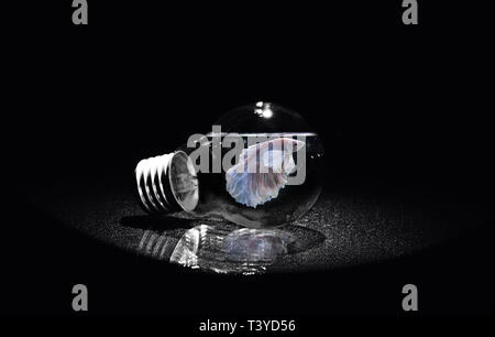 A closeup of illuminated bulb in the darkness Stock Photo - Alamy