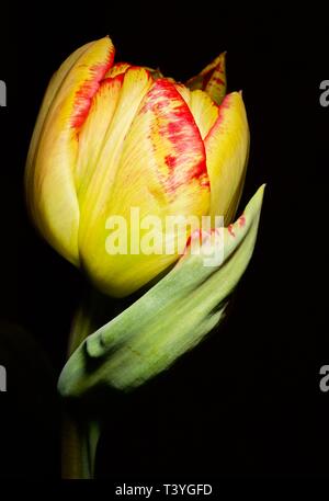 Tulip Cilesta (Tulipa, Liliaceae), flowers in spring Stock Photo - Alamy