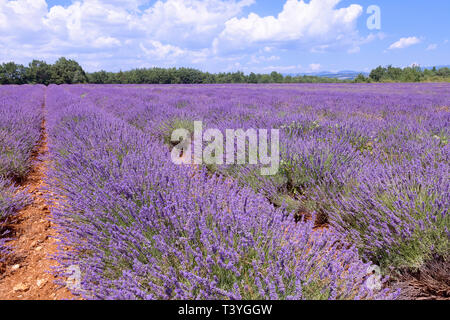 Beautiful colors purple lavender fields near Valensole, Provence in France Stock Photo - Alamy