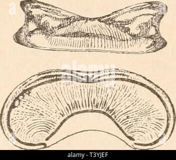 . Fig. 245. Donkinia carinata (Donk.) Ralfs. Fig. 240. A, C Amphiprora ...