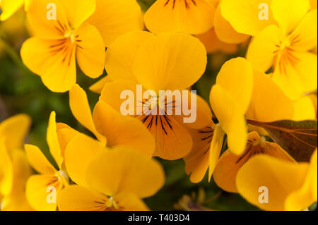 A California golden violet (Viola pedunculata) grows between stones and ...