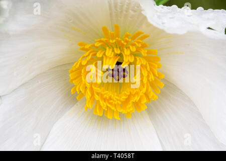 Closeup of a Wild White Poppy in the Texas Hill Country Stock Photo - Alamy