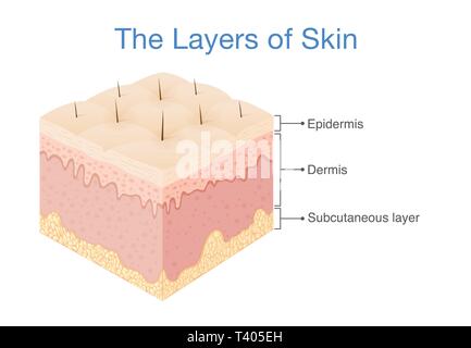 Three main layer of the human skin Stock Vector Image & Art - Alamy