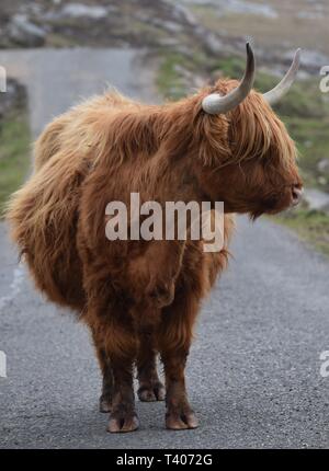 Cow blocking road Stock Photo - Alamy