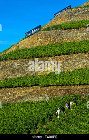 Terraced vineyard on dry stone walls on a steep slope, vineyard Hell ...