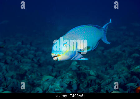 Bleekers parrotfish, Green parrotfish (Chlorurus bleekeri) Red Sea ...