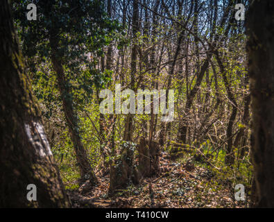 Forrest background, with free leafs and generic scenery Stock Photo - Alamy