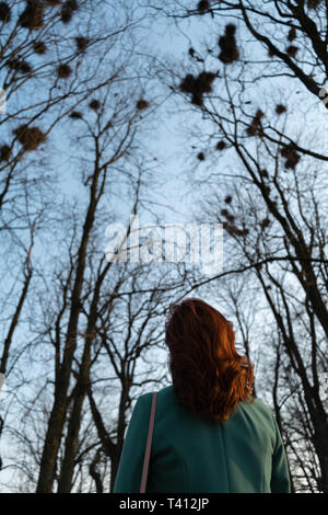 Rooks nesting high in the trees with blue skies Stock Photo - Alamy