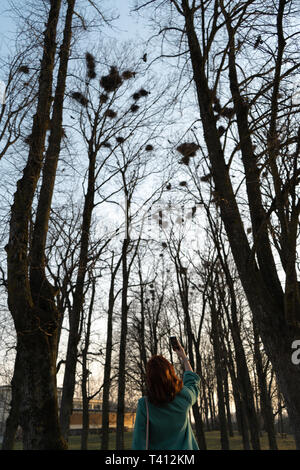 Rooks nesting high in the trees with blue skies Stock Photo - Alamy