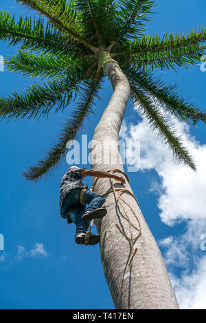 Adult male climbs tall coconut tree with rope to get coco nuts ...